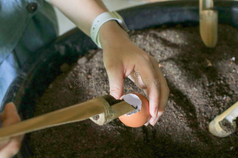 Sprouts in the Egg Shell with Soil. Growing Organic Vegetable Seedlings ...