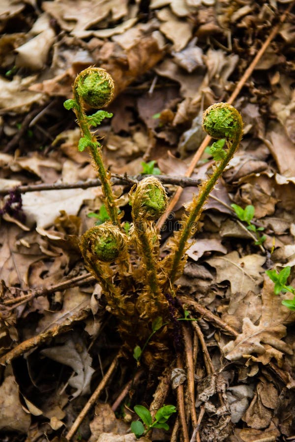 Sprouts of fern in forest stock image. Image of leaf - 106400091