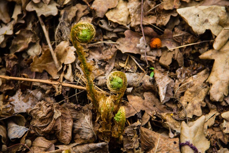 Sprouts of fern in forest stock photo. Image of leaf - 106400292