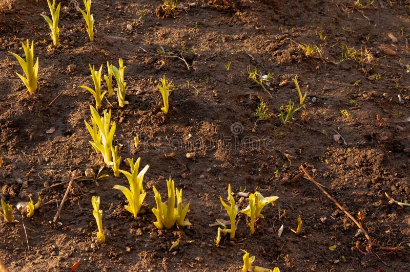 Sprouts of the First Spring Grass Stock Image - Image of early, growth ...