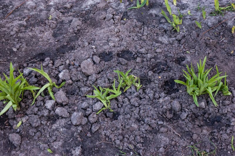 Sprouts of the First Spring Grass Stock Photo - Image of early, forest ...