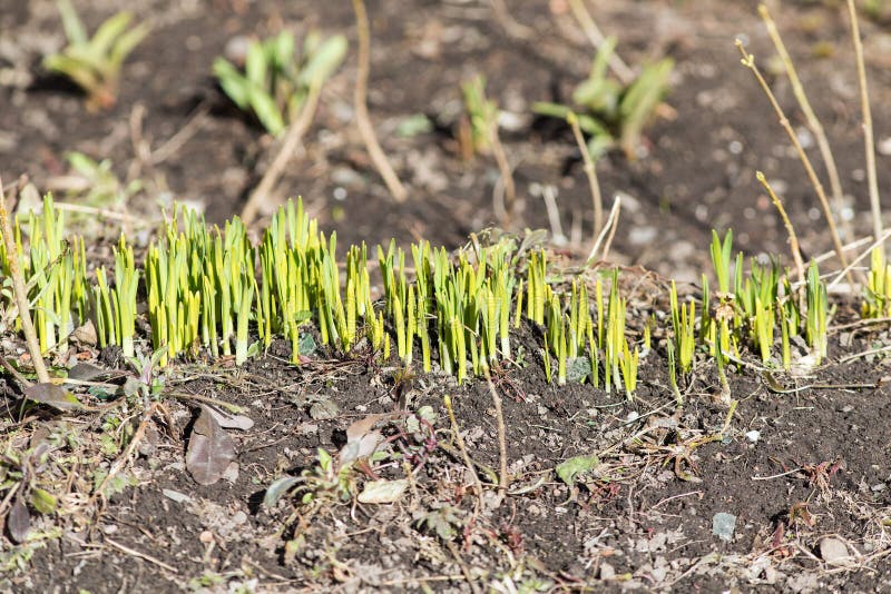 Sprouts of Flowers in the Early Spring Stock Photo - Image of small ...
