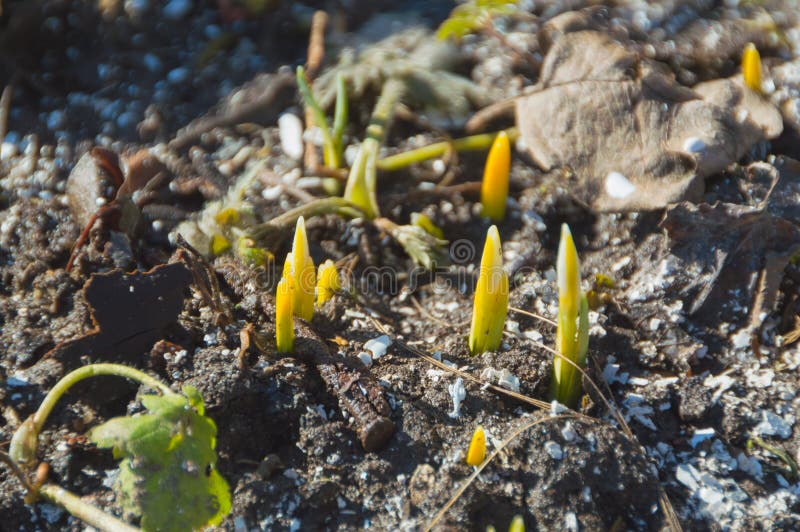 Sprouts Flowers Grow in Early Spring. Stock Image - Image of fertility ...