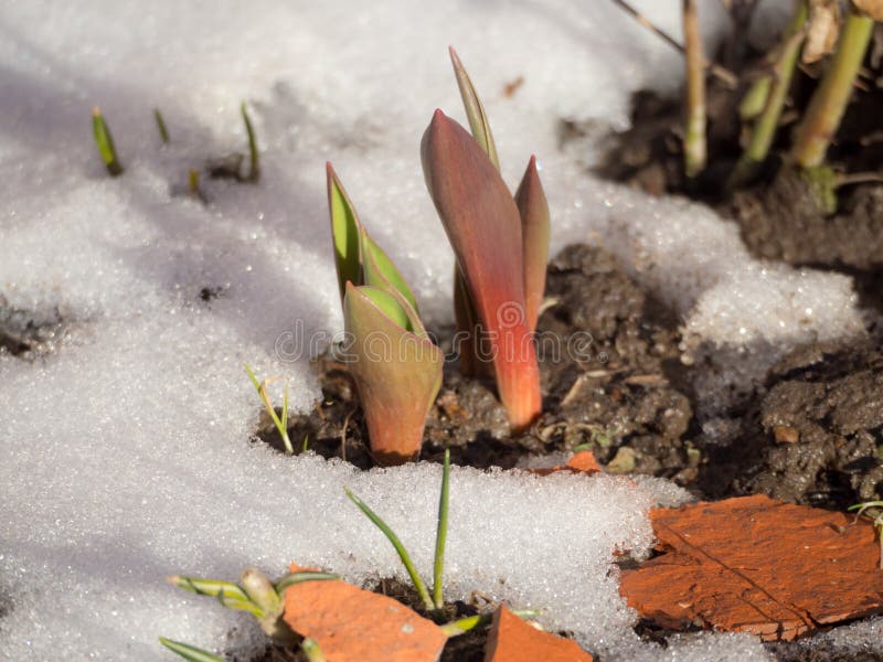 Sprouts of Flowers in the Melting Snow Stock Photo - Image of green ...