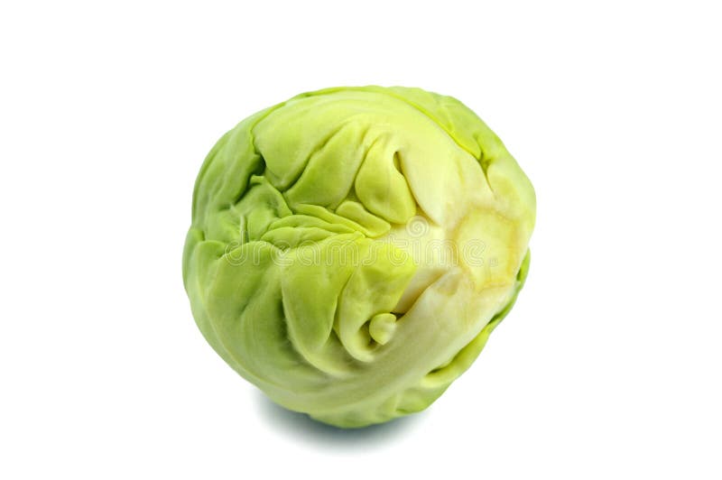 281 Single Brussels Sprout Stock Photos - Free & Royalty-Free Stock ...