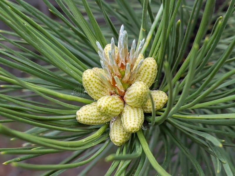 Sprouts of Freshly Blooming Pine Tree in Spring Season Stock Photo ...