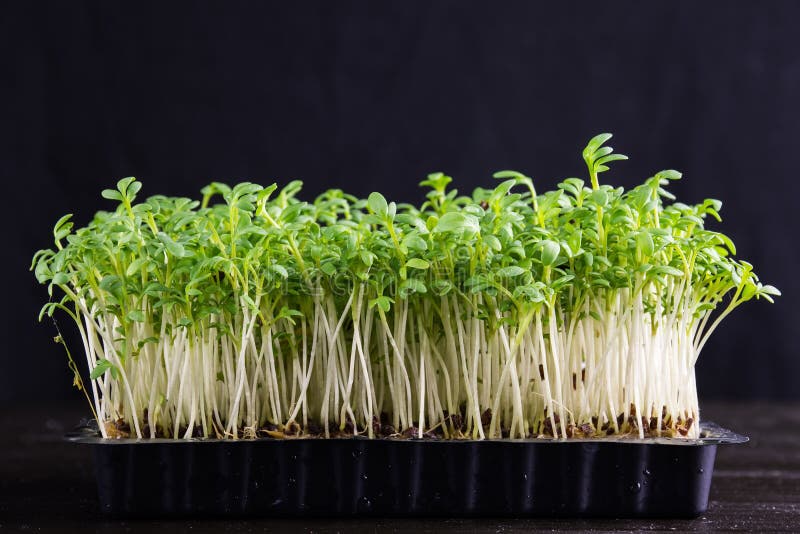 Sprouts of Garden Cress in Tray, Ready for Cooking Stock Image - Image ...