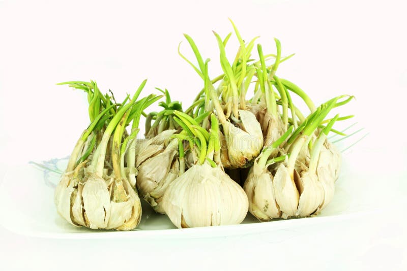 Sprouts garlic stock photo. Image of care, bulb, fruit - 37918794
