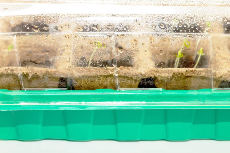 The Sprouts Germinate Seeds of Tomato, Pepper, Eggplant, Isolation ...