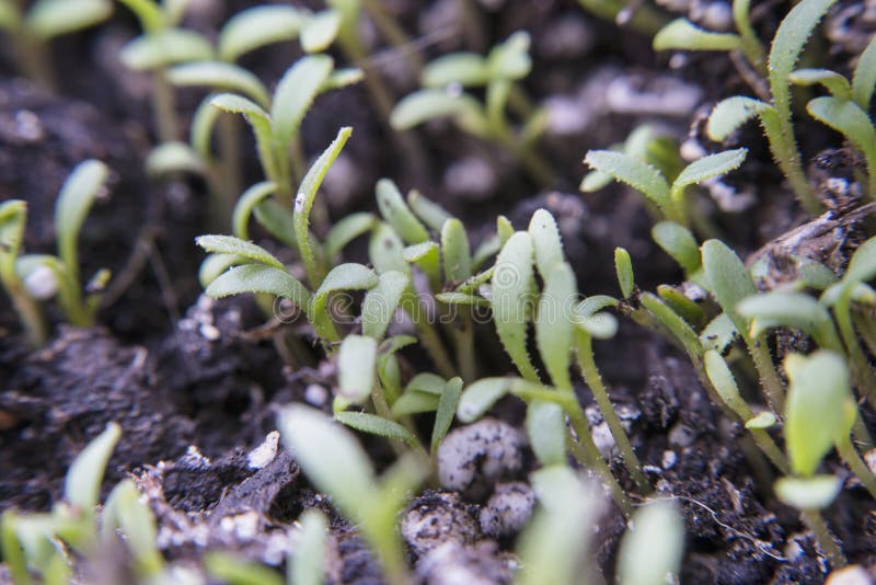 Sprouts of grass. stock photo. Image of soil, plant, foliage - 40239188