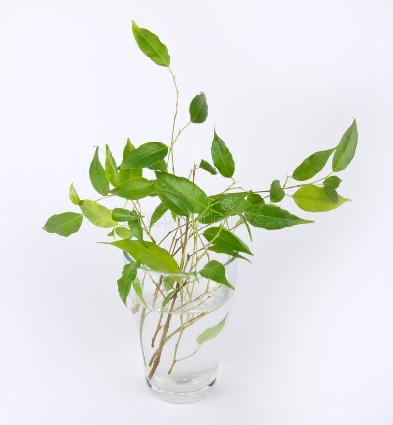 Sprouts of Green Ficus Tree Stock Image - Image of seedling, stem: 26797063