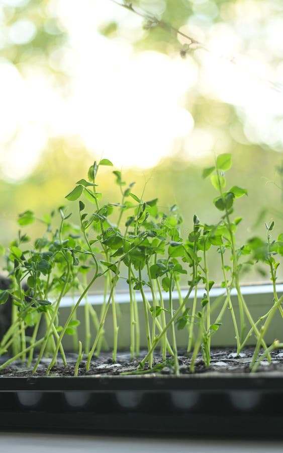 Sprouts of Green Peas. Micro Greens. Stock Photo - Image of freshness ...