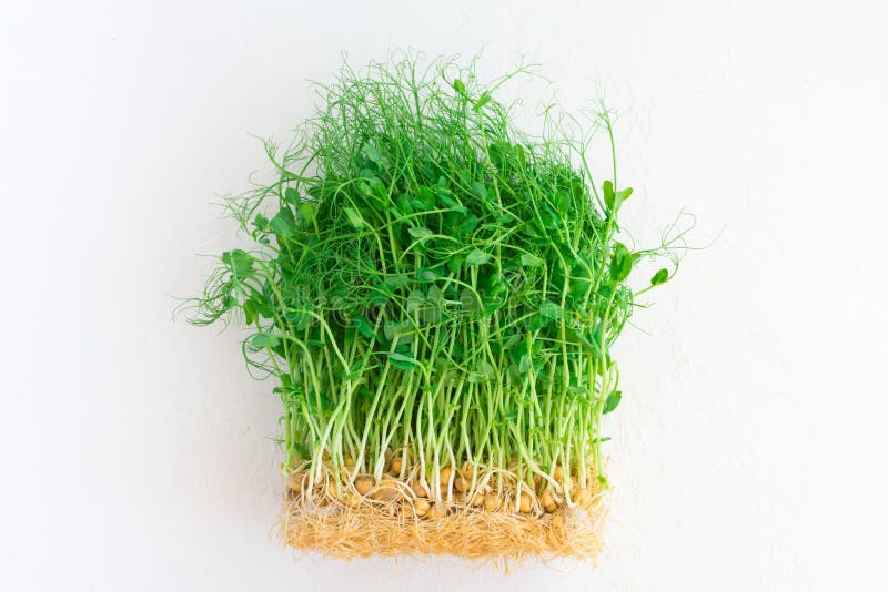 Sprouts of Green Peas on a White Background with Roots. Stock Photo ...
