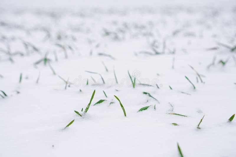 Sprouts of Green Winter Wheat on a Field. Agricultural Field of Winter ...