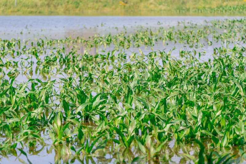Sprouts of Green Young Corn in a Field in Water after Flooding and ...
