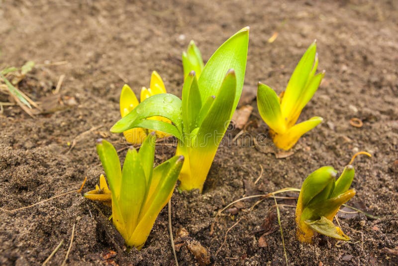 Sprouts of a Group of Hyacinths in Early Spring Stock Image - Image of ...
