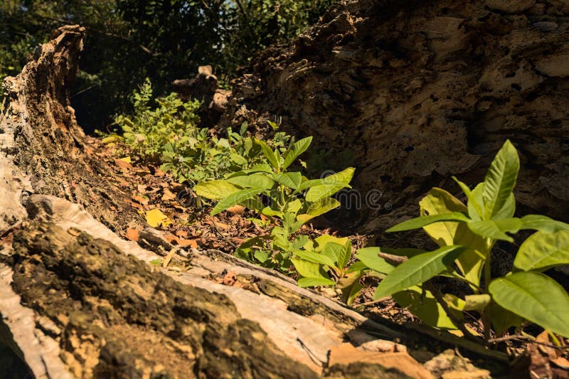 Sprouts Growing on a Fallen Tree Lit by the Sun Seen Up Close Stock ...
