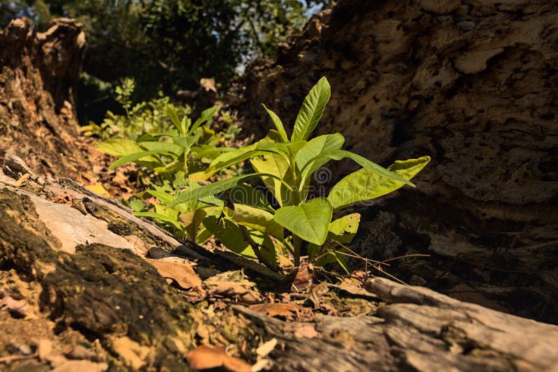 Sprouts Growing on a Fallen Tree Lit by the Sun Seen Up Close Stock ...