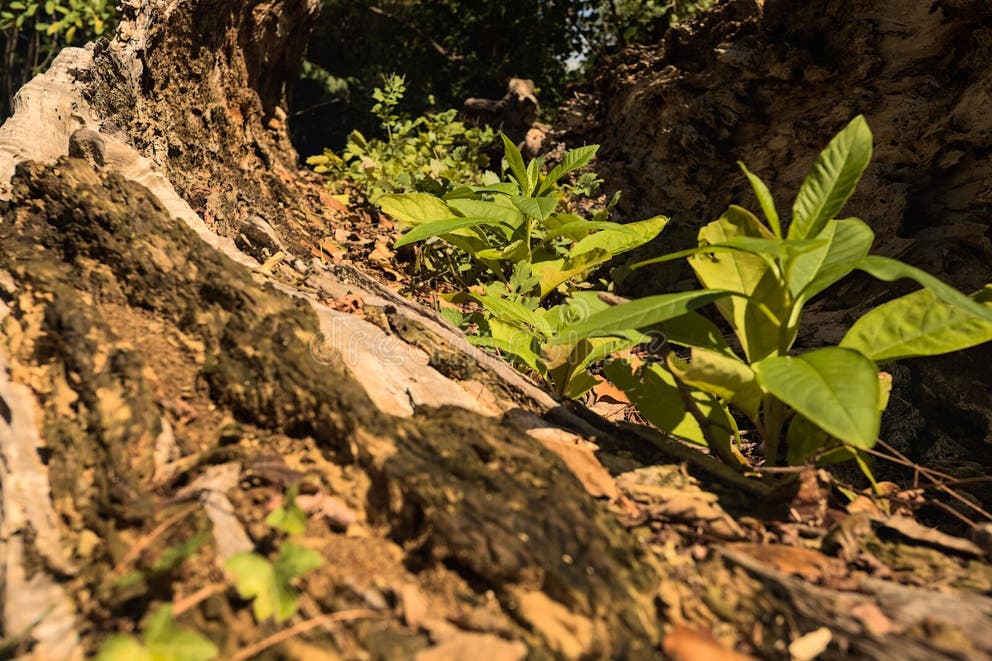 Sprouts Growing on a Fallen Tree Lit by the Sun Seen Up Close Stock ...