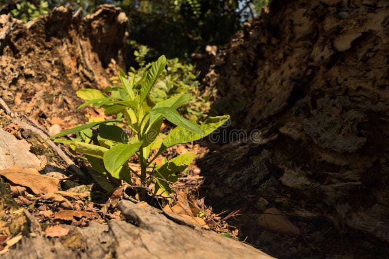 Sprouts Growing on a Fallen Tree Lit by the Sun Seen Up Close Stock ...