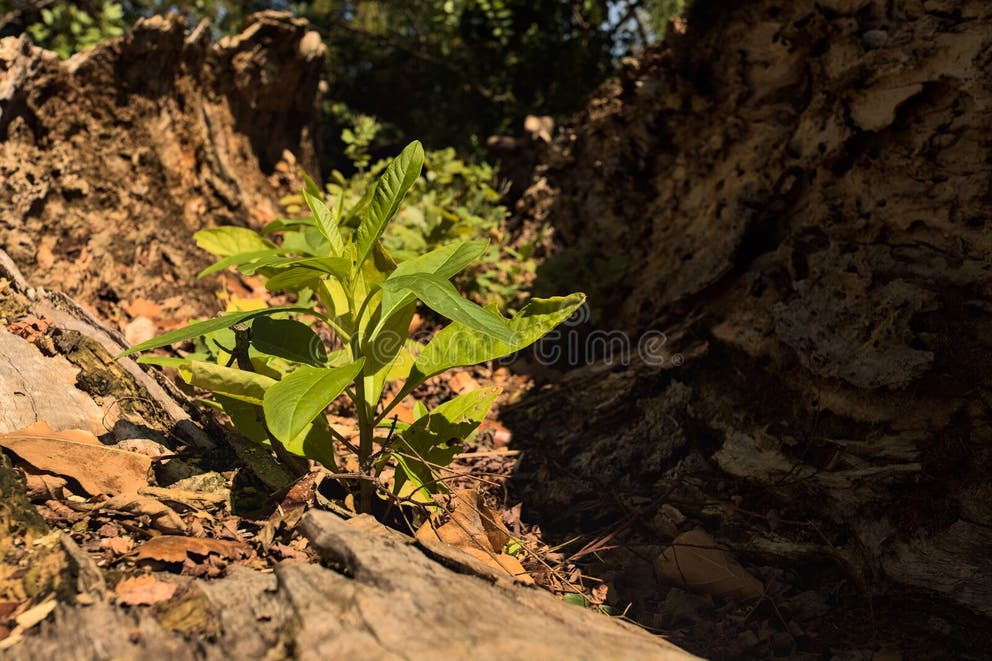 Sprouts Growing on a Fallen Tree Lit by the Sun Seen Up Close Stock ...