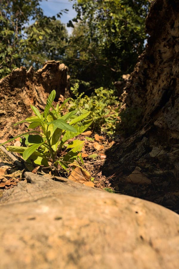 Sprouts Growing on a Fallen Tree Lit by the Sun Seen Up Close Stock ...