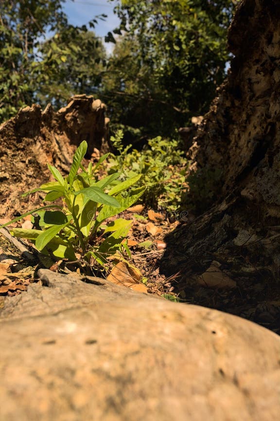 Sprouts Growing on a Fallen Tree Lit by the Sun Seen Up Close Stock ...