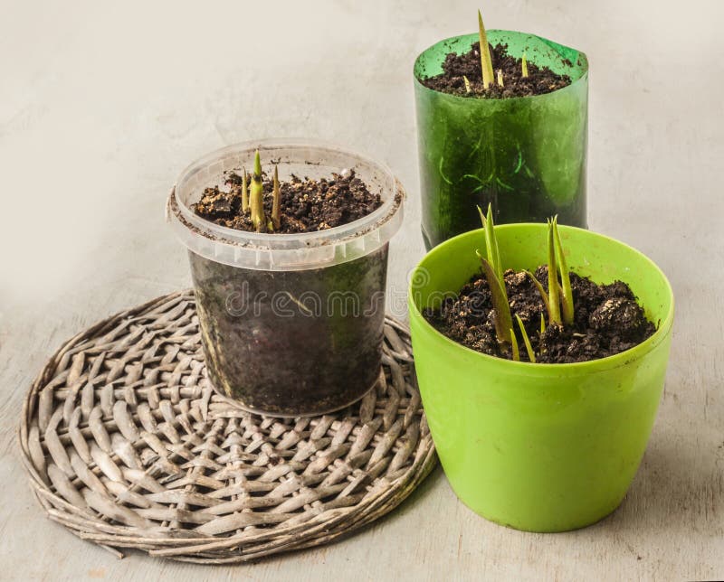 Sprouts of Grown Calla Lilies in Pots before Transplanting into the ...