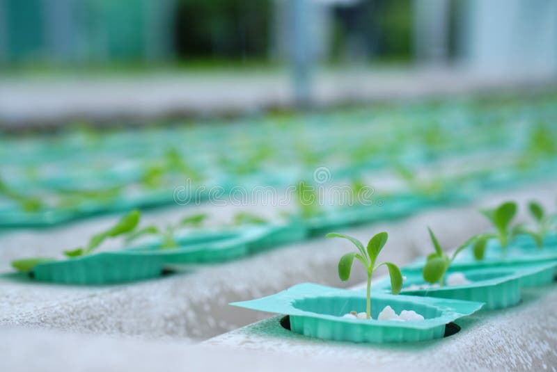 Sprouts in Hydroponics Farm Stock Image - Image of agriculture ...