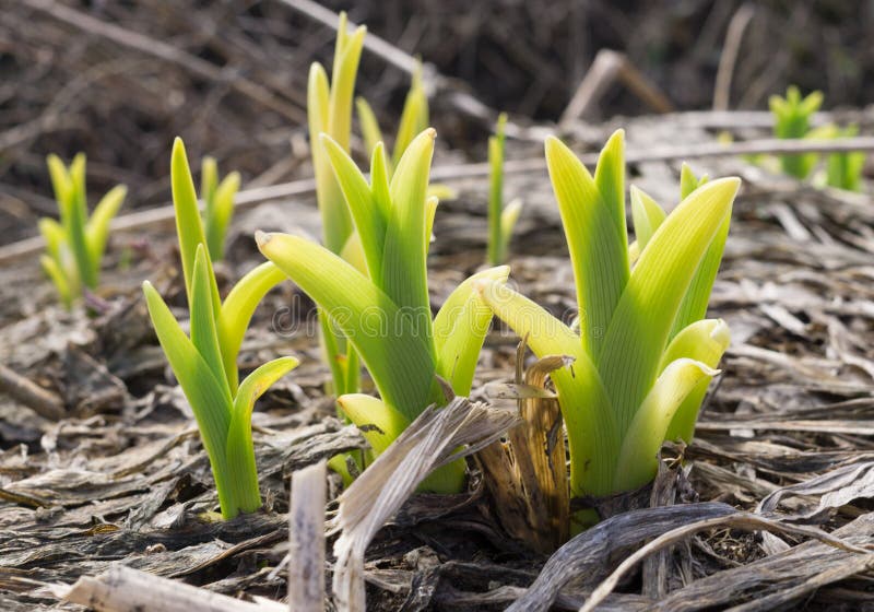 Iris the Spring Colorful Flowers Close in My Garden Stock Image - Image ...