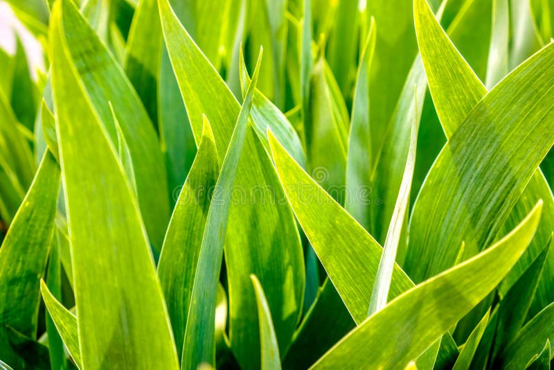 Sprouts Leaves. Floral Patterns. Floral Background. Green Leaves ...