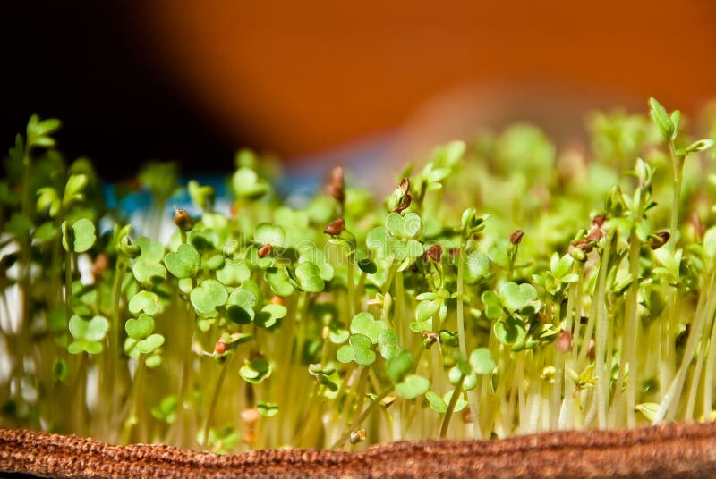 Sprouts of Life stock photo. Image of life, stalk, leaves - 12966228