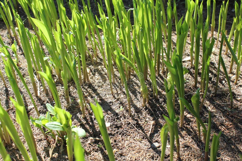 Sprouts Lily of the Valley 19631 Stock Photo - Image of natural ...