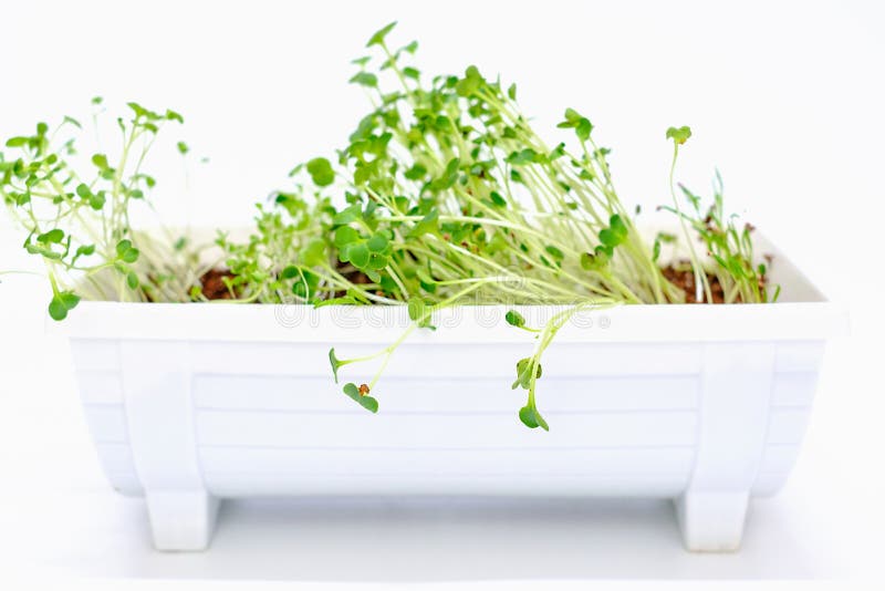 Sprouts of Microgreens in Pot on White Background, Side View. Stock ...