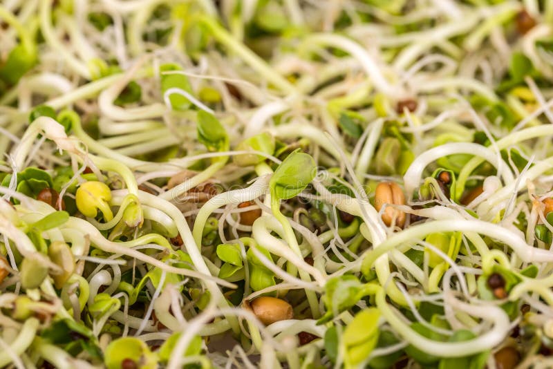 Sprouts stock image. Image of organic, radish, healthy - 62302427
