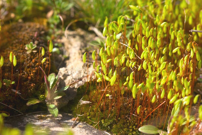 Sprouts moss on the rocks stock photo. Image of petals - 39321766