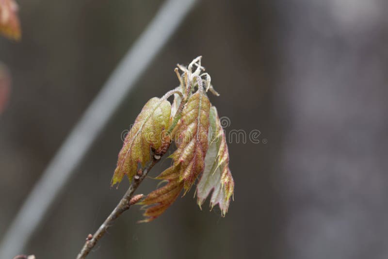 Sprouts of a Northern Red Oak, Quercus Rubra Stock Photo - Image of ...