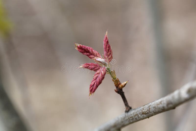 Sprouts of a Northern Red Oak, Quercus Rubra Stock Image - Image of ...