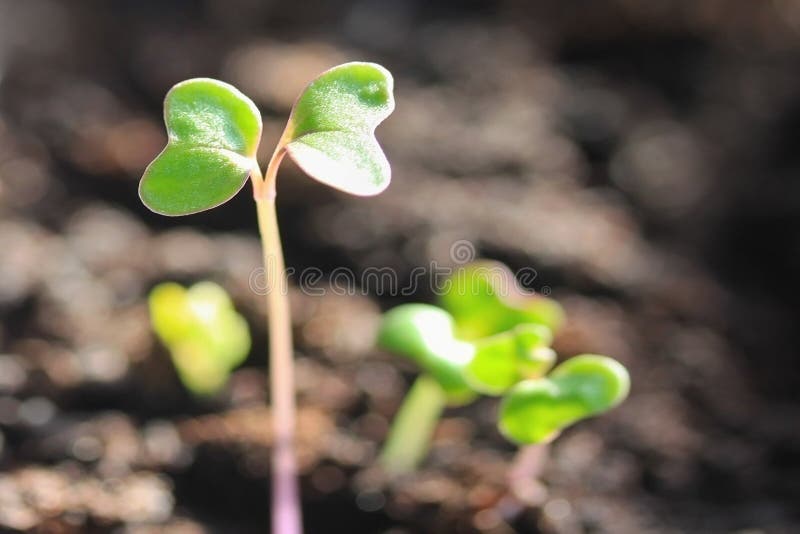 Sprouts stock photo. Image of cultivated, agriculture - 36395234