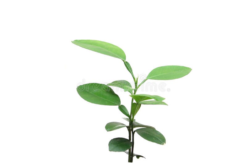 Sprouts orange on isolated stock photo. Image of natural - 83753322