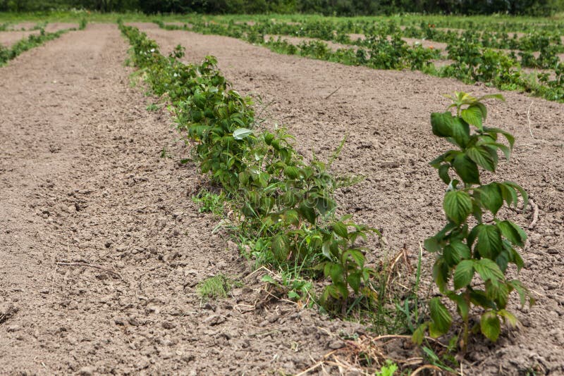 Sprouts of Raspberry in the Field Stock Image - Image of crop, farm ...