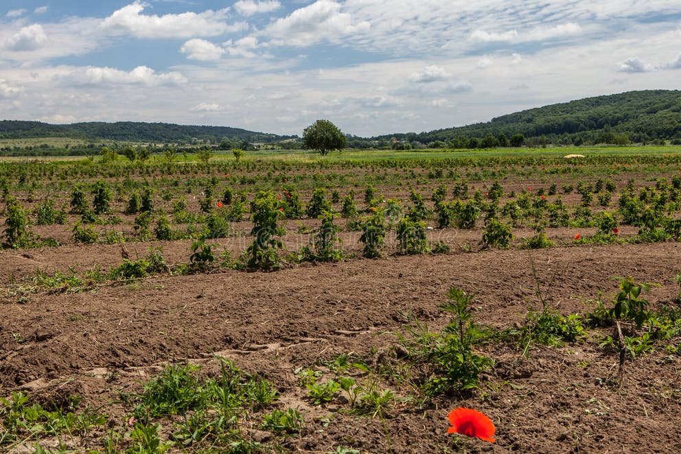Sprouts of Raspberry in the Field Stock Image - Image of flora ...