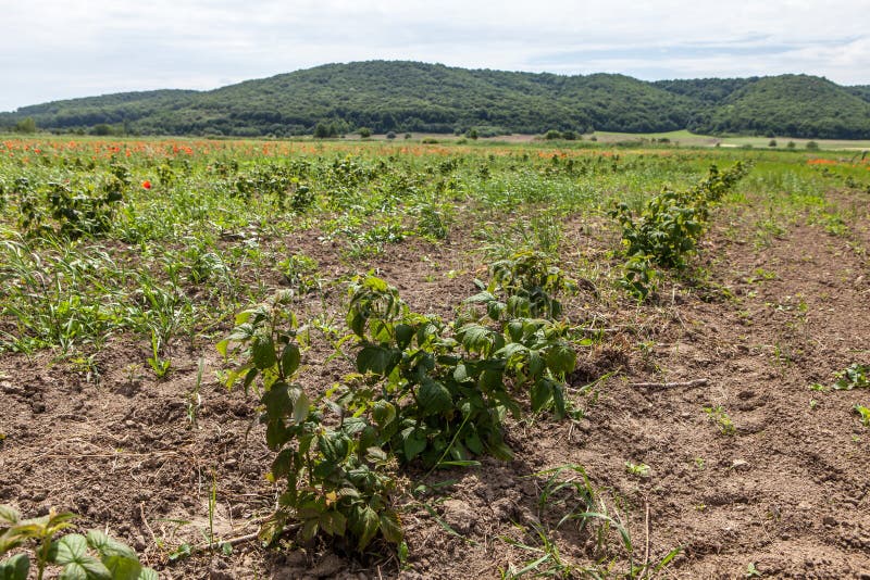 Sprouts of Raspberry in the Field Stock Image - Image of antioxidant ...
