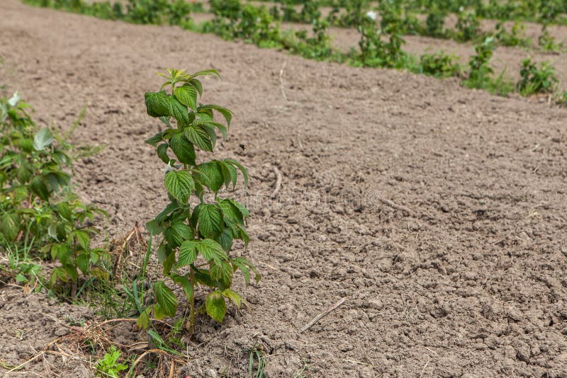 Sprouts of Raspberry in the Field Stock Image - Image of dessert ...