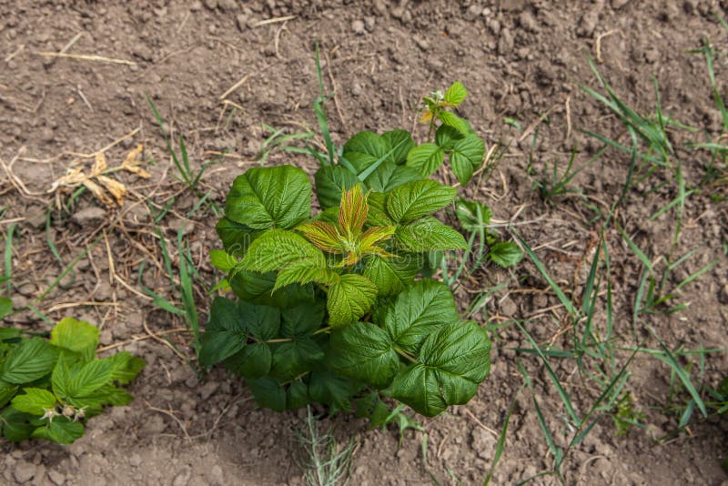 Sprouts of Raspberry in the Field Stock Photo - Image of berry, juicy ...