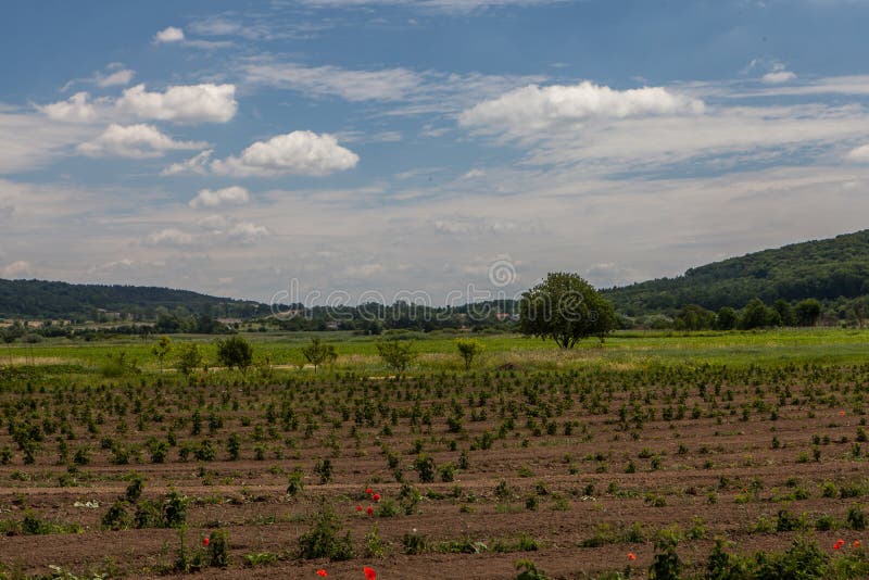Sprouts of Raspberry in the Field Stock Image - Image of farming, farm ...