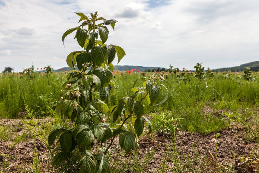 Sprouts of Raspberry in the Field Stock Photo - Image of dessert ...