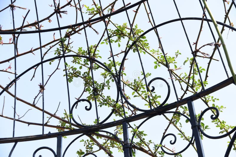 Sprouts of roses. stock image. Image of roses, beauty - 271569153