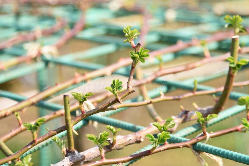 Sprouts of roses. stock image. Image of outdoors, plant - 271569159