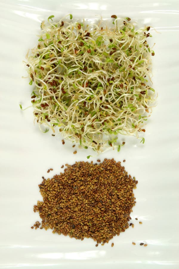 Sprouts and seeds stock photo. Image of seed, healthy - 9681488